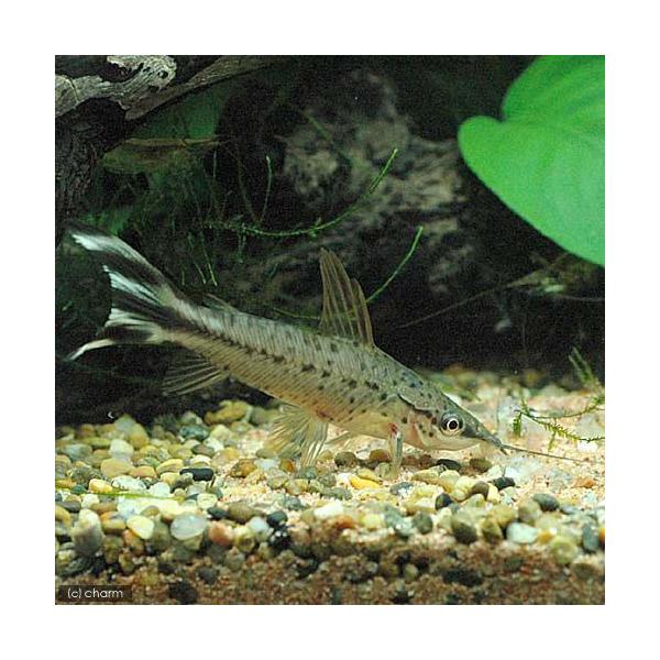 PF_SPQ　_aqua　熱帯魚・エビ他　コリドラス　フラッグテール・ポートホール　ポートホールキャット　１匹　fish_database　ナマズの仲間　Ｄｉａｎｅｍａ　ｕｒｏｓｔｒｉａｔｕｍ　tcioio　hcgd732t熱帯魚　cate...