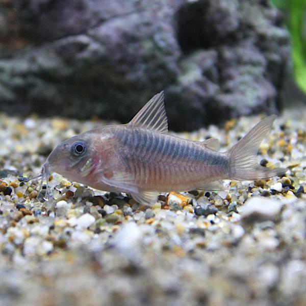 PF_SPQ　熱帯魚・エビ他　コリドラス　ショートノーズ　コリドラス・ラバウティ　１匹　ブリード　fish_database　Ｏｓｔｅｏｇａｓｔｅｒ　Ｃｏｒｙｄｏｒａｓ　ｒａｂａｕｔｉ　corydoras_roach　tanpin_itte...