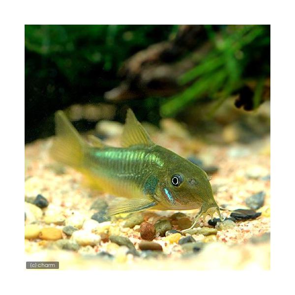PF_SPQ　_aqua　熱帯魚・エビ他　コリドラス　ショートノーズ　コリドラス・イルミネータス　グリーン　ワイルド　１匹　fish_database　コリドラスイルミナティグリーン　Ｏｓｔｅｏｇａｓｔｅｒ　Ｃｏｒｙｄｏｒａｓ　ｓｐ．　ＣＷ...