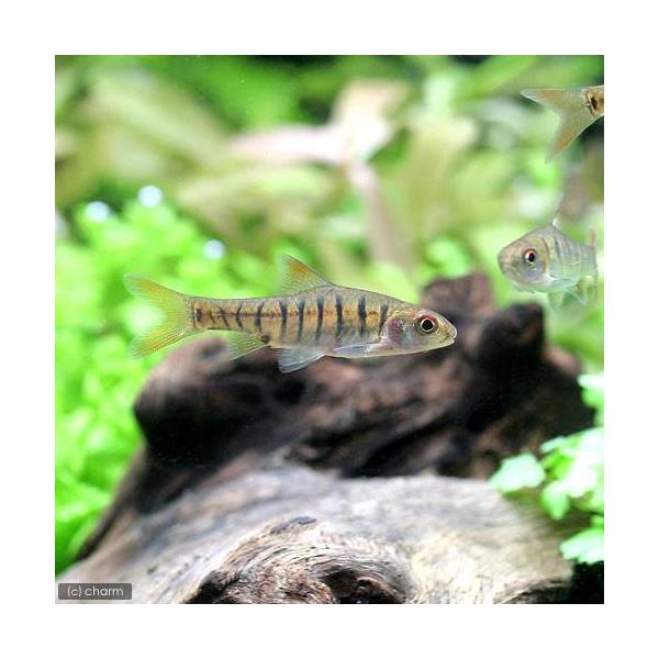 PF_SPQ　_aqua　熱帯魚・エビ他　コイ　ラスボラ等　種類で選ぶ　アフリカンバルブ　アンゴラ・バルブ　３匹　小型種　Ｅｎｔｅｒｏｍｉｕｓ　Ｂａｒｂｕｓ　ｆａｓｃｉｏｌａｔｕｓ　アフリカンバンデッドバルブ　kaijyo　top_fish...