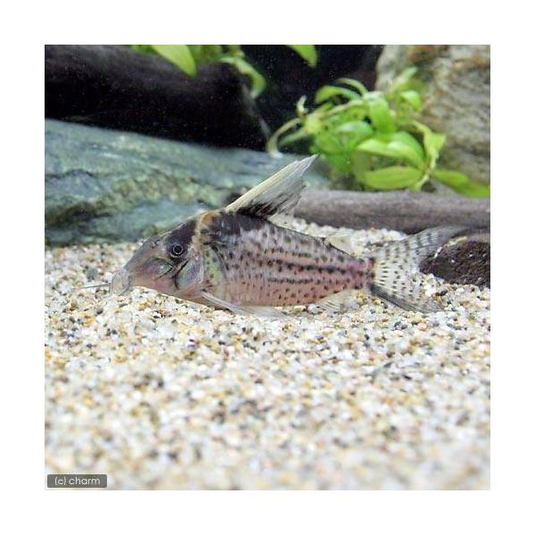 PF_SPQ　_aqua　sfset　熱帯魚・エビ他　コリドラス　セミロングノーズ　コリドラス・ロブスタス　ワイルド　１匹　Ｂｒｏｃｈｉｓ　Ｃｏｒｙｄｏｒａｓ　ｒｏｂｕｓｔｕｓ　コリドラスロブストゥス　fish_database　coryd...