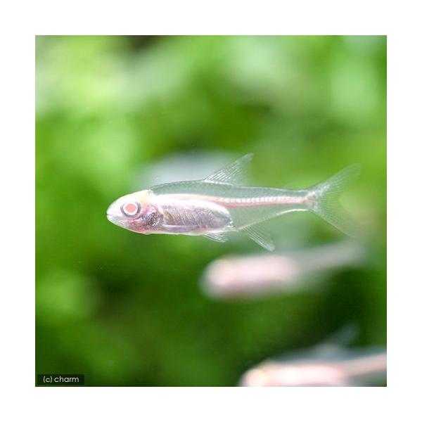 PF_SPQ　_aqua　熱帯魚・エビ他　カラシン　テトラ等　南米産　小型種　ヘミグラムス系　アルビノグローライト・テトラ　１０匹　fish_database　ビギナーにオススメ　Ｈｅｍｉｇｒａｍｍｕs　ｅｒｙｔｈｒｏｚｏｎｕs　ｖａｒ．　...