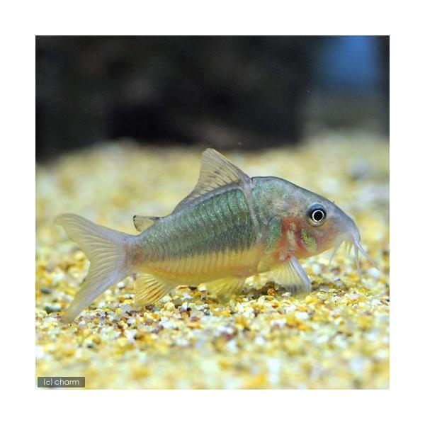 _aqua　熱帯魚・エビ他　コリドラス　ブロキス・スプレンデンス　ブリード　３匹　ビギナーにオススメ　エメラルドグリーンコリドラス　Ｂｒｏｃｈｉｓ　ｓｐｌｅｎｄｅｎｓ　Co_breed　20110223　Ｍs　fuyuse-ru012301...