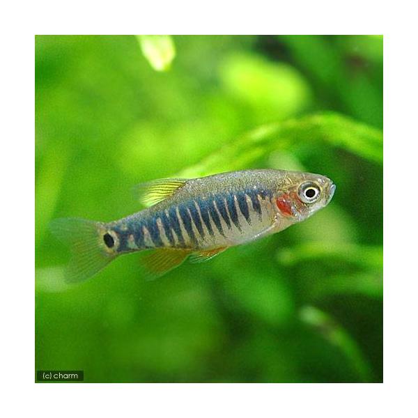 熱帯魚・エビ他　コイ　ラスボラ等　ミクロラスボラ系　ミクロラスボラ・エリスロミクロン　６匹　小型種　ラスボラ系　kaijyo　Ｄａｎｉｏ　Ｃｅｌｅｓｔｉｃｈｔｈｙｓ　ｅｒｙｔｈｒｏｍｉｃｒｏｎ　ダニオエリスロミクロン　20101004　ＭＳ...