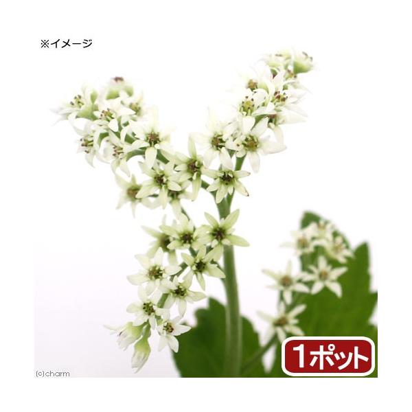 _gardening　ガーデニング　山野草　Ｍｕｋｄｅｎｉａ　ｒｏｓｓｉｉ　Ａｃｅｒｉｐｈｙｌｌｕｍ　イワヤツデ　岩八手　ユキノシタ科タンチョウソウ属　ムクデニア属　kinenガーデニング　育て方　育成方法　栽培方法　bnr_hrgmgr　...