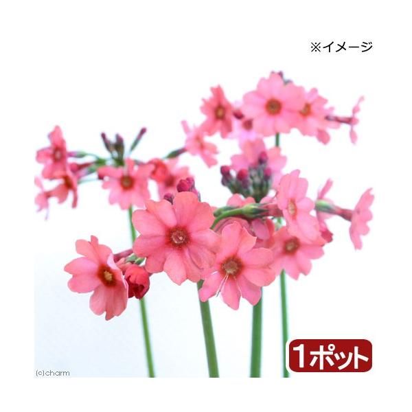 _aqua　_gardening　ビオトープ　ガーデニング　水辺植物　その他水辺植物　山野草　サクラソウ科　プリムラ属　Ｐｒｉｍｕｌａ　ｊａｐｏｎｉｃａ　九輪草　木曽小桜　キソコザクラ　all_plants　植物　植物生体　ガーデニング生体...