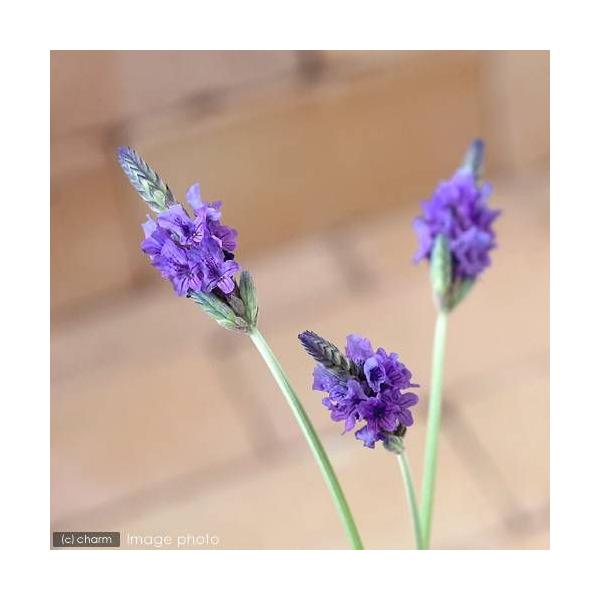 _gardening　ガーデニング　園芸　花　苗　ハーブ　ハーブ苗　ラベンダーシリーズ　Lavandula　multifida　20150125　ＨＴ　育て方　育成方法　栽培方法　観葉植物　090list　herb2022　kaijo　y1...