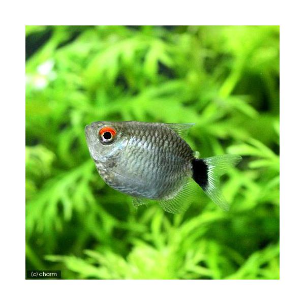 PF_SPQ　_aqua　熱帯魚・エビ他　カラシン　テトラ等　南米産　小型種　モンクホーシャ系　バルーン・モンクホーシャ　４匹　fish_database　ビギナーにオススメ　Ｍｏｅｎｋｈａｕsｉａ　sａｎｃｔａｅｆｉｌｏｍｅｎａｅ　ｖａｒ...