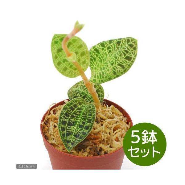 paludariumplants　パルダリウム　テラリウム　_gardening　_hachu　sfset　_aqua　観葉植物　園芸　ガーデニング　ビバリウム　アクアテラリウム　水草　宝石蘭　宝石ラン　Ｍａｃｏｄｅｓ　ｐｅｔｏｌａ　ナンバ...