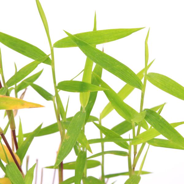 ガーデニング　観葉植物　山野草　竹　姫竹　タケ　たけ　ヒメタケ　ひめたけ　笹　ささ　20130815　ＨＴ　_gardening　育て方　育成方法　栽培方法