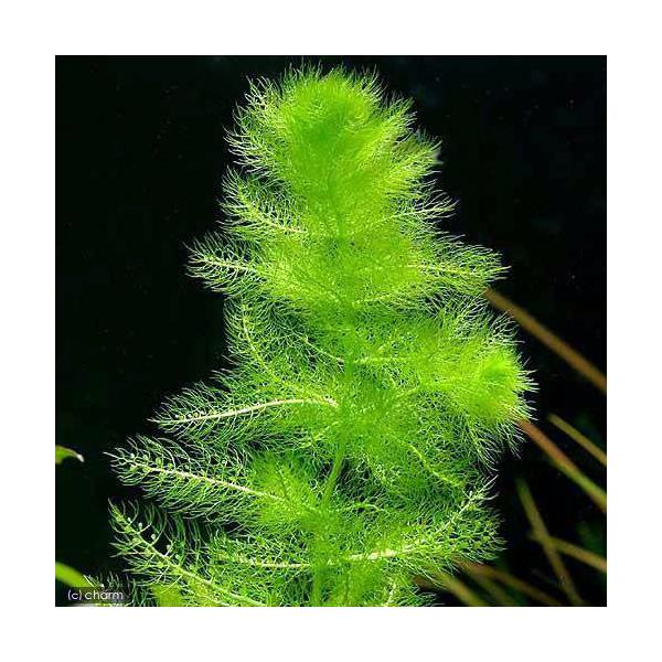 PF_SPQ　熱帯魚　_aqua　_gardening　金魚　メダカ　金魚藻　tanukimononakama　onepot_pio　suikomisiki_pio　有茎　ア行)　CO2なしでも育つ水草　水草　浮き草　notanuki_au...