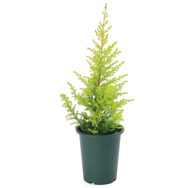 _interior　_gardening　ガーデニング　観葉植物　コニファー　ゴールドクレストシリーズ　ウィルマ　コニファーシリーズ　20130908　ＨＴ　kaijyo　Gクレスト　育て方　育成方法　栽培方法　goldcrest　opa2...