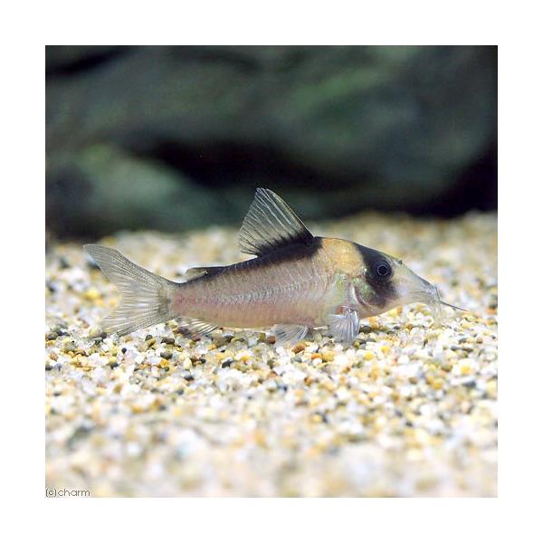 PF_SPQ　sfset　_aqua　熱帯魚・エビ他　コリドラス　セミロングノーズ　コリドラス・イミテーター　ワイルド　１匹　fish_database　Ｂｒｏｃｈｉｓ　Ｃｏｒｙｄｏｒａｓ　ｉｍｉｔａｔｏｒ　ロングノーズアドルフォイ　ブロー...