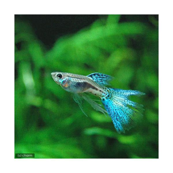 PF_SPQ　_aqua　熱帯魚・エビ他　グッピー　リボン・スワロー系　ブルーグラススワロー・グッピー　国産ブリード　１トリオ　fish_database　kokusan_guppy　kaijyo　wes0520_pd10_kksgpy　t...