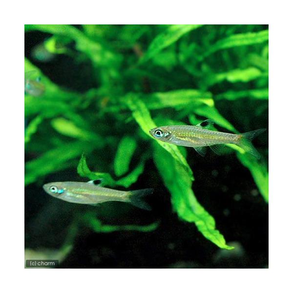 _aqua　熱帯魚・エビ他　コイ　ラスボラ等　種類で選ぶ　ラスボラ系　ブルーアイ・ラスボラ　１０匹　fish_database　小型種　小型水槽用小型コイ　nos_hsi0414　ビギナーにオススメ　aqua_life201205　koiラ...