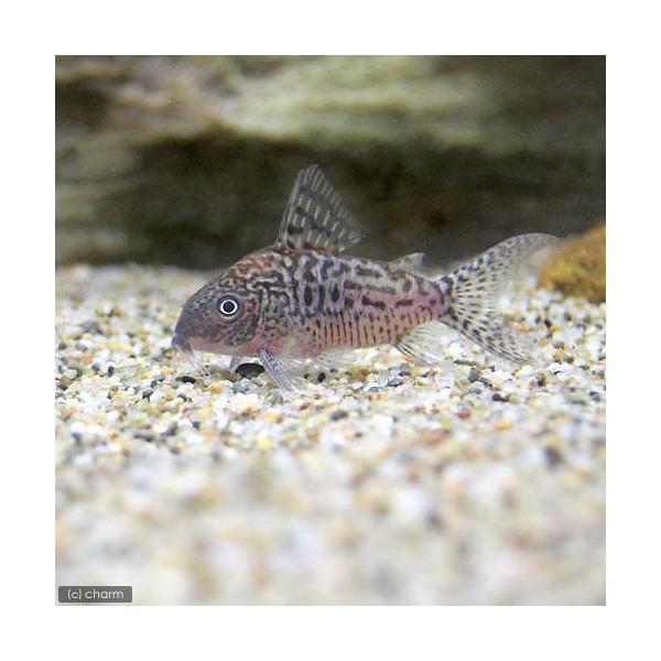 PF_SPQ　_aqua　熱帯魚・エビ他　コリドラス　ショートノーズ　コリドラス・ソダリス　ワイルド　１匹　Ｂｒｏｃｈｉｓ　Ｃｏｒｙｄｏｒａｓ　ｓｏｄａｌｉｓ　fish_database　corydoras_roach　movie_1275...