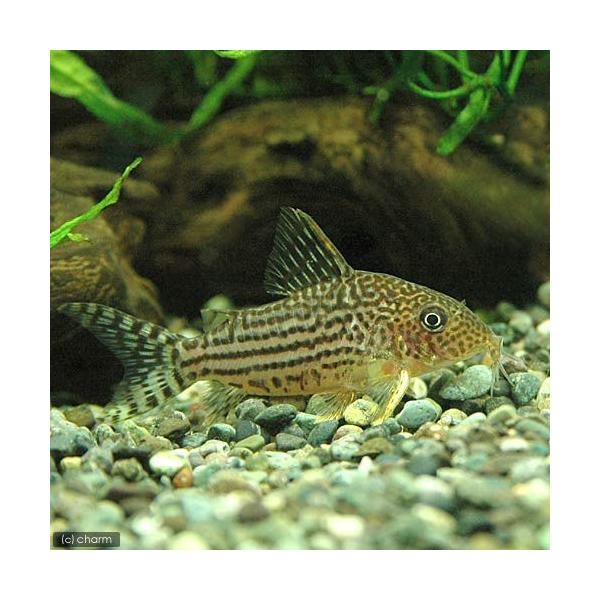 PF_SPQ　熱帯魚・エビ他　コリドラス　セミロングノーズ　コリドラス・ハラルドシュルツィ　ワイルド　1匹　Brochis　Corydoras　haraldschultzi　fish_database　gw_生体　偽ステルバイ　ニセステルバ...