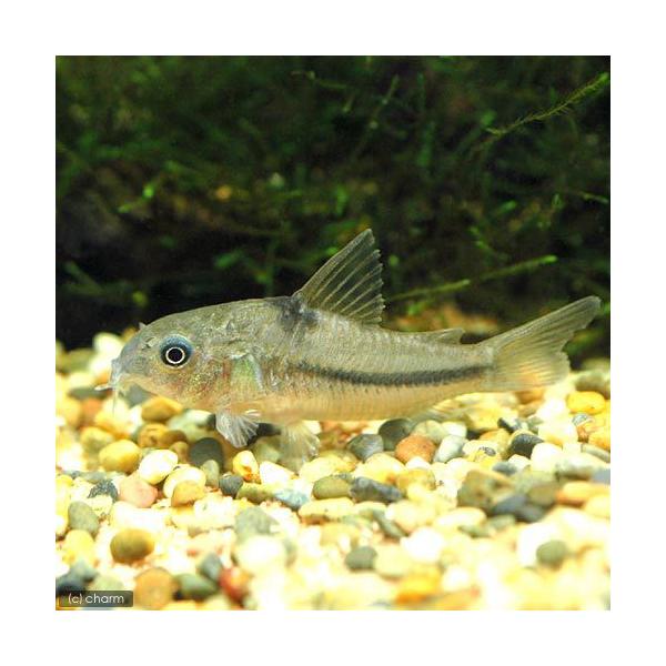 PF_SPQ　熱帯魚・エビ他　コリドラス　ショートノーズ　コリドラス・ナッテレリー　ナッテリー　ワイルド　１匹　Ｈｏｐｌｉｓｏｍａ　Ｃｏｒｙｄｏｒａｓ　ｎａｔｔｅｒｅｒｉ　fish_database　tctsubasa　fish-korid...
