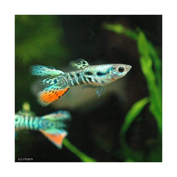 PF_SPQ　熱帯魚・エビ他　グッピー　ノーマル系　メデューサ・グッピー　国産ブリード　１ペア　fish_database　メドューサ　kokusan_guppy　kaijyo　top_fstok_guppy603　MS0106　熱帯魚生体...