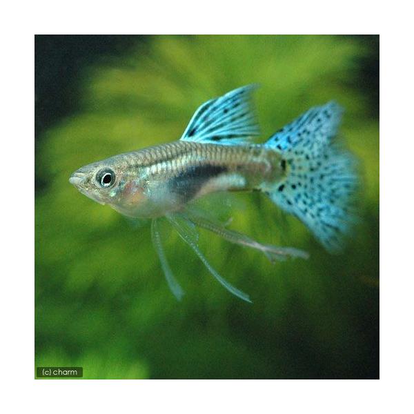 PF_SPQ　熱帯魚・エビ他　グッピー　リボン・スワロー系　ブルーグラスリボン・グッピー　国産ブリード　１トリオ　fish_database　淡水生体　okusan_guppy　kaijyo　top_fstok_guppy603　MS010...
