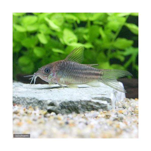 PF_SPQ　_aqua　熱帯魚・エビ他　コリドラス　エレガンスタイプ　エレガンス　ナポエンシス　sp.　イエローフィン　ワイルド　1匹　Gastrodermus　Corydoras　sp.“Yellow　fin"　elegans　napo...