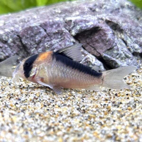 PF_SPQ　熱帯魚・エビ他　コリドラス　ショートノーズ　コリドラス・デュプリカレウス　ワイルド　１匹　ハイバンド・アドルフォイ　ドゥプリカレウス　Ｈｏｐｌｉｓｏｍａ　ｄｕｐｌｉｃａｒｅｕｍ　Ｃｏｒｙｄｏｒａｓ　ｄｕｐｌｉｃａｒｅｕｓ　fi...