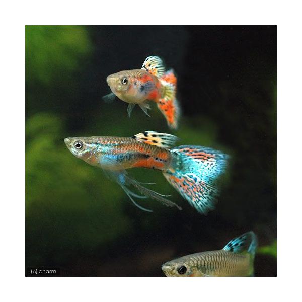 PF_SPQ　熱帯魚・エビ他　グッピー　リボン・スワロー系　レッドグラスリボン・グッピー　国産ブリード　１トリオ　fish_database　kimagure0401熱帯魚　wekosk722　fish_magazine201101　fis...