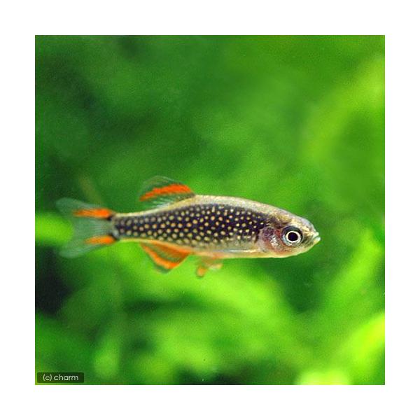 PF_SPQ　_aqua　熱帯魚・エビ他　コイ　ラスボラ等　ミクロラスボラ系　ミクロラスボラｓｐ．　ＨＡＮＡＢＩ　ハナビ　１匹　fish_database　小型種　ラスボラギャラクシー　ファイアーワークスラスボラ　ミクロラスボラ花火　ダニオ...