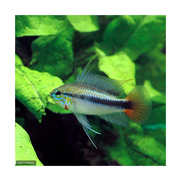 PF_SPQ　_aqua　sfset　熱帯魚・エビ他　シクリッド　種類で選ぶ　アピスト・ラミレジィ・他　アピストグラマｓｐ．　リオマモレ　オス　レッド　１ペア　中南米産　Ａｐｉｓｔｏｇｒａｍｍａ　ｓｐ．“ＲＩＯ　ＭＡＭＯＲＥ”　ｅｒｙｔｈｒ...