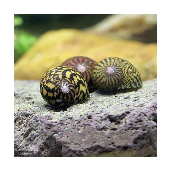 PF_SPQ　熱帯魚・エビ他　貝　fish_database 石巻・サザエ・フネアマ　イナズマカノコガイ　イナズマカノコ貝　２匹　稲妻鹿子貝　稲妻鹿の子貝 Ｎｅｒｉｔｉｎａ　ｓｐ．　ｐａｒａｌｅｌｌａ　Ｎｅｒｉｔｏｄｒｙａｓ　ｄｕｂｉａ　Ｖ...