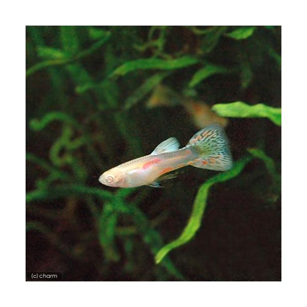 PF_SPQ　リアルレッドアイアルビノ　熱帯魚・エビ他　グッピー　ＲＲＥＡ系　ＲＲＥＡ・レッドグラス・グッピー　国産ブリード　１ペア　fish_database　kokusan_guppy　kaijyo　MS0106　熱帯魚生体　top_f...