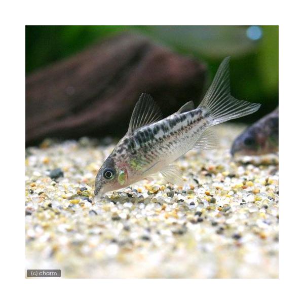 PF_SPQ　_aqua　熱帯魚・エビ他　コリドラス　エレガンスタイプ　コリドラス・エレガンス　ワイルド　１匹　fish_database　ビギナーにオススメ　Ｇａｓｔｒｏｄｅｒｍｕｓ　Ｃｏｒｙｄｏｒａｓ　ｅｌｅｇａｎｓ　corydoras...