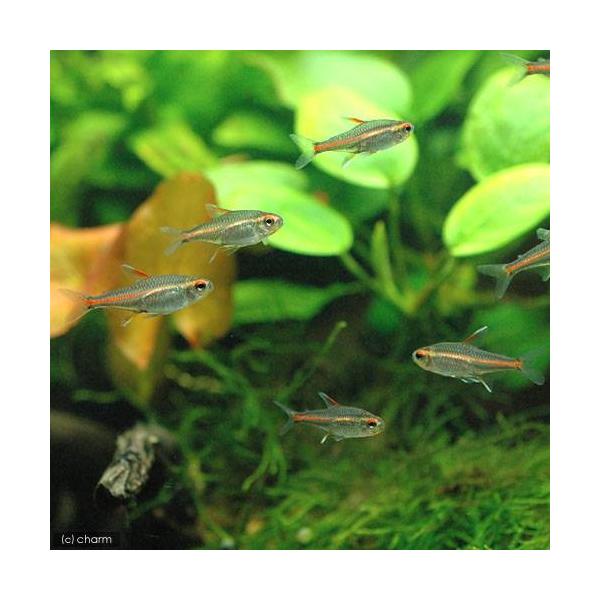 _aqua　熱帯魚・エビ他　カラシン　テトラ等　南米産　小型種　ヘミグラムス系　グローライト・テトラ　１０匹　fish_database　ビギナーにオススメ　shosinnshagtetora　MS0106　熱帯魚生体　top_fish08...
