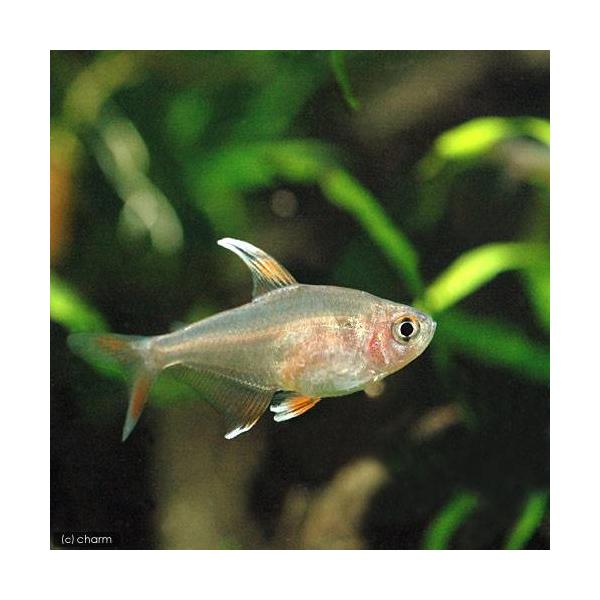 PF_SPQ　_aqua　熱帯魚・エビ他　カラシン　テトラ等　南米産　小型種　ハイフェソブリコン　ファントム系　ホワイトフィン・ロージーテトラ　２匹　fish_database　Ｈｙｐｈｅｓｓｏｂｒｙｃｏｎ　ｓｐ．　ｂｅｎｔｏｓｉ　ホワイト...
