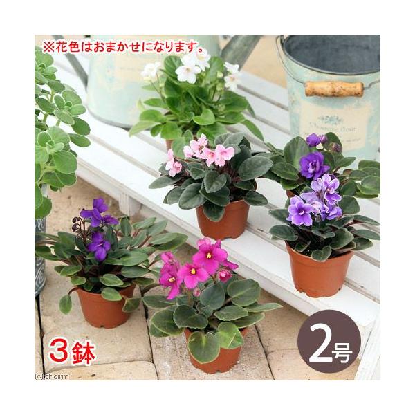 ガーデニング　花　苗　鉢花　20131027　ＨＴ　セントポーリア　育て方　育成方法　栽培方法　観葉植物　fallwinter_flour　y13m10　toukihassouhuka　hassouhuka2