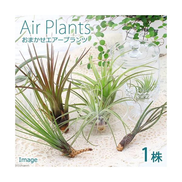 _kame　_hachu　インテリア　インテリア・雑貨　ガーデニング　観葉植物　園芸　ビバリウム　アクアテラリウム　パルダリウム　両爬向き植物　パイナップル科　ハナアナナス属　着生植物　エアブロメリア　エアプランツ　ティランジア　チランジア...