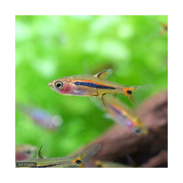 PF_SPQ　_aqua　熱帯魚・エビ他　コイ　ラスボラ等　ボララス系　ボララス・ウロフタルモイデス　１０匹　fish_database　小型種　ビギナーにオススメ　小型水槽用小型コイ　ボララスウロフタルマ　ラスボラウロフタルモイデス　ka...