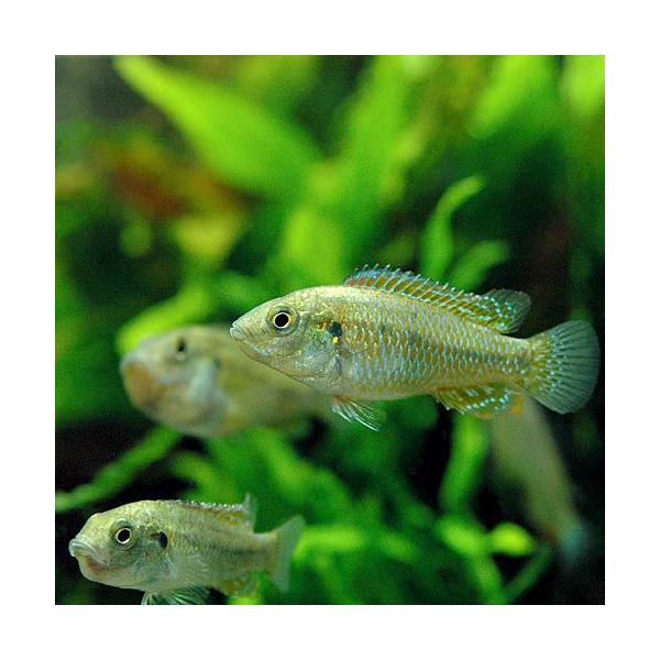 PF_SPQ　_aqua　熱帯魚・エビ他　シクリッド　種類で選ぶ　アフリカ河川産　ドワーフ・エジプシャンマウスブリーダー　１ペア　fish_database　アフリカ産　jp1109　cichlid_beta　MS0106　tansui62...