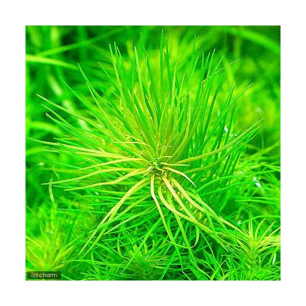 PF_SPQ　熱帯魚　_wp　_aqua　Rotala　水草　中景草　繊細な　ポゴステモンデカネンシスはこちら　all_plants　wp_kywrd　wptop1_190410　2wptop200401　p5mizbrk2305　y22m01