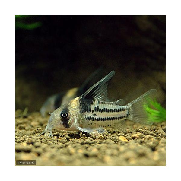 PF_SPQ　_aqua　sfset　fish_database　熱帯魚・エビ他　コリドラス　ショートノーズ　コリドラス・パラレルス　国産ブリード　１匹　コルレア　Ｃ２　C００２　Ｈｏｐｌｉｓｏｍａ　ｐａｒａｌｌｅｌｕｍ　Ｃｏｒｙｄｏｒａｓ...