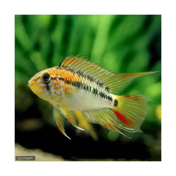 PF_SPQ　熱帯魚・エビ他　シクリッド　アピスト・ラミレジィ・他　アピストグラマ・マクマステリ　レッドネック　１ペア　fish_database　中南米産　Ａｐｉｓｔｏｇｒａｍｍａ　ｍａｃｍａｓｔｅｒｉ　ｖｉｅｊｉｔａ　ヴィエジタ　api...
