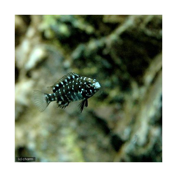 PF_SPQ　_aqua　熱帯魚・エビ他　シクリッド　種類で選ぶ　アフリカンシクリッド　トロフェウス・ドゥボイシー　ダボイシー　１匹　fish_database　アフリカ産　jp1109　hnvmw22　lilii11　cichlid_be...