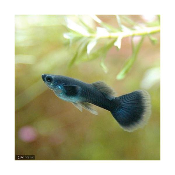 PF_SPQ　熱帯魚・エビ他　グッピー　ノーマル系　フルブラック・グッピー　国産ブリード　１ペア　fish_database　kokusan_guppy　淡水生体　kaijyo　top_fstok_guppy603　MS0106　熱帯魚生体...