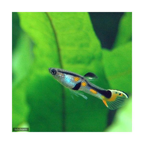 PF_SPQ　熱帯魚・エビ他　グッピー　系統で選ぶ　ワイルドフォーム系　ラグナ・デ・パトス　フレームテール　Ｐｏｅｃｉｌｉａ　Ａｃａｎｔｈｏｐｈａｃｅｌｕｓ　ｗｉｎｇｅｉ　Ｆｌａｍｅ　Ｔａｉｌ　Ｌａｇｕｎａ　ｄｅ　Ｐａｔｏｓ　国産ブリード　...