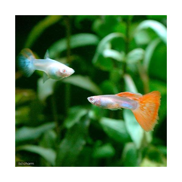 PF_SPQ　リアルレッドアイアルビノ　熱帯魚・エビ他　グッピー　系統で選ぶ　RREA系　RREA・モスコーレッド・グッピー　国産ブリード　1ペア　fish_database　RREAモスクワレッド　kokusan_guppy　p10gup...