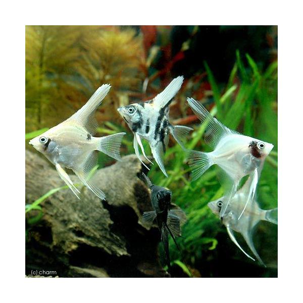 PF_SPQ　_aqua　熱帯魚・エビ他　エンゼル・ディスカス　エンゼルフィッシュ　ミックス・エンゼル　Ｓサイズ　国産ブリード　３匹　fish_database　ビギナーにオススメ　Ｐｔｅｒｏｒｈｙｌｌｕｍ　ｓｃａｌａｒｅ　ｖａｒ．　kai...
