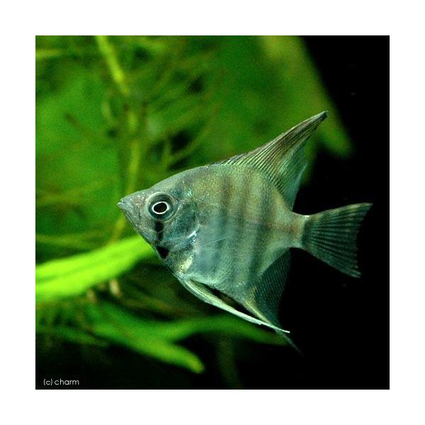 _aqua　熱帯魚・エビ他　エンゼル・ディスカス　エンゼルフィッシュ　並エンゼル・フィッシュ　国産ブリード　１匹　fish_database　ビギナーにオススメ　Ｐｔｅｒｏｒｈｙｌｌｕｍ　ｓｃａｌａｒｅ　ｖａｒ．　southamerican...
