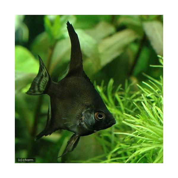 PF_SPQ　_aqua　熱帯魚・エビ他　エンゼル・ディスカス　エンゼルフィッシュ　ブラック・エンゼル　国産ブリード　３匹　ビギナーにオススメ　Ｐｔｅｒｏｒｈｙｌｌｕｍ　ｓｃａｌａｒｅ　ｖａｒ．　20120618　ＹＩ　kaijyo　MS0...
