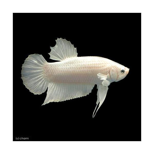 PF_SPQ　sfset　_aqua　熱帯魚・エビ他　ベタ・グラミー・アナバス　改良ベタ　プラガット　ベタ・プラガット　スーパーホワイト　１ペア　Ｂｅｔｔａ　ｓｐｌｅｎｄｅｎｓ　ｖａｒ．　ベタ・グラミー　ベタ　オーペイクホワイト　オペックホ...