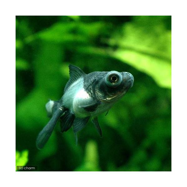 （金魚）パンダ出目金（中国産）（１匹）　北海道・九州航空便要保温　kaijyo　restock